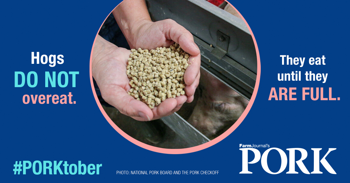 PORKtober Wrap-Up: Top 6 Pig Facts to Share | Pork Business