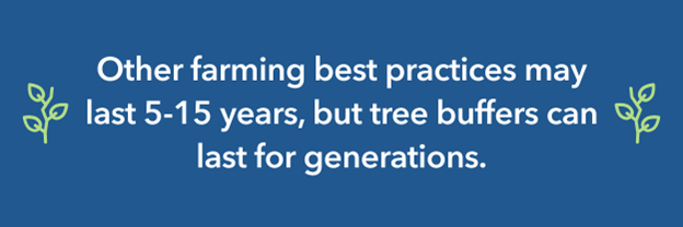 3 Steps to Planting a Tree Buffer | AgWeb