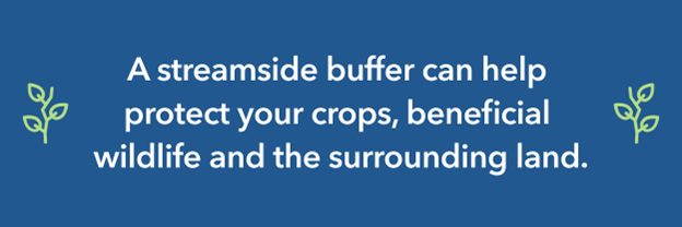 Protect Your Land with a Streamside Buffer | AgWeb
