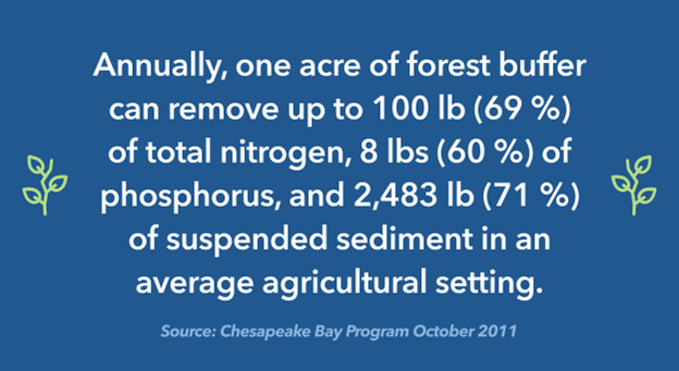 Protect Your Land with a Streamside Buffer | AgWeb