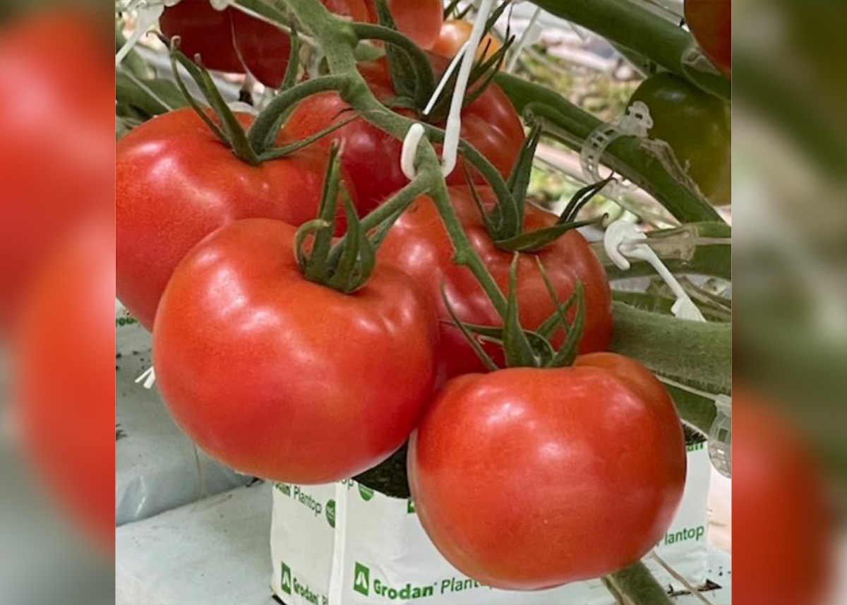 The great indoors: Greenhouse produce maintains strong following | The ...