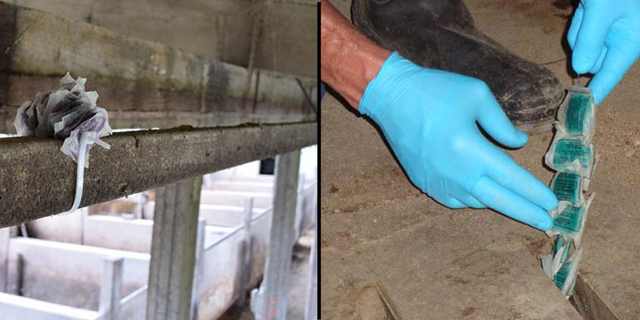 Downtime Baiting Strategies for Rodent Control | Pork Business