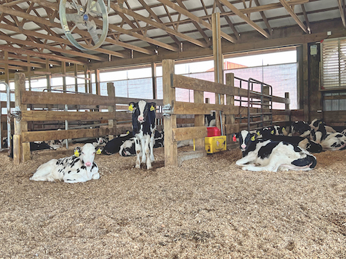 The Future of the Herd | Dairy Herd