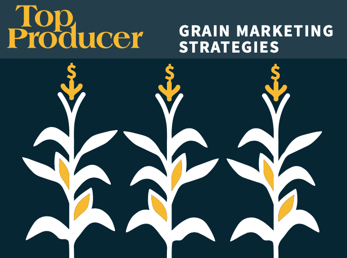 Leverage These Essential Grain Marketing Strategies | AgWeb