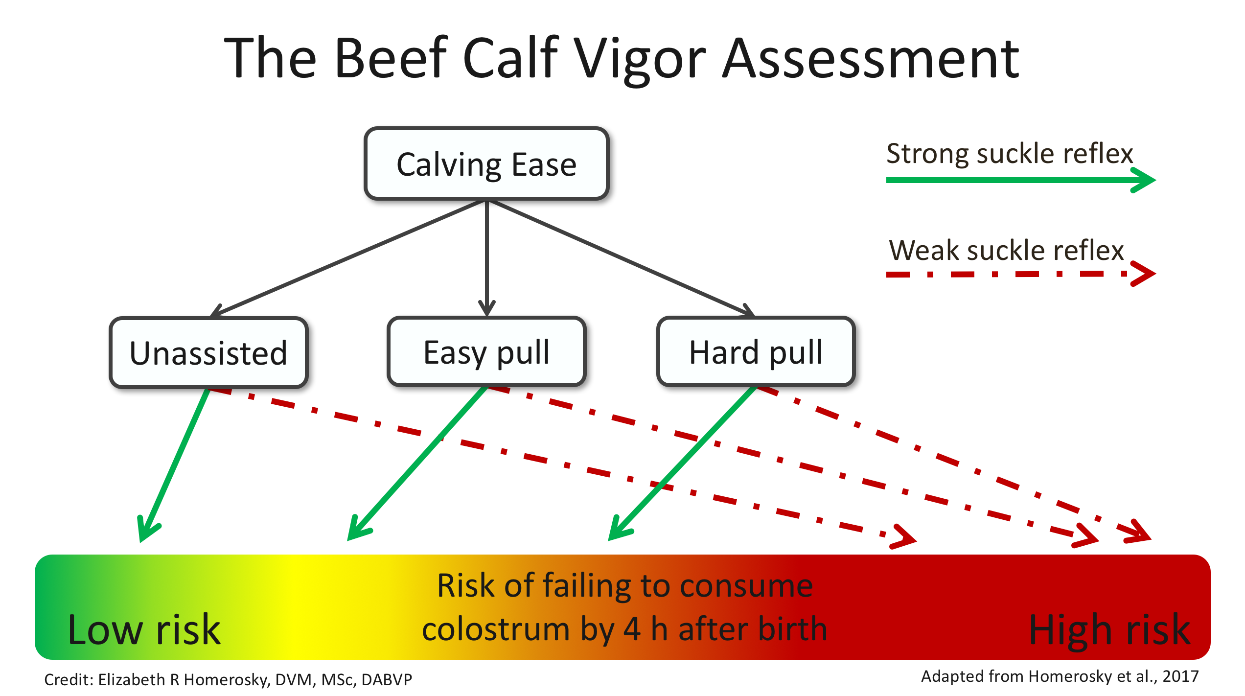 Calf Vigor and the Suckle Reflex: What You Need To Know | Drovers