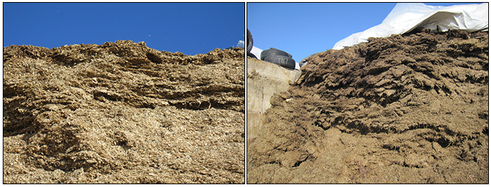 Managing Bunk Silos for Maximum Forage Quality - Ukrainian Style | The ...