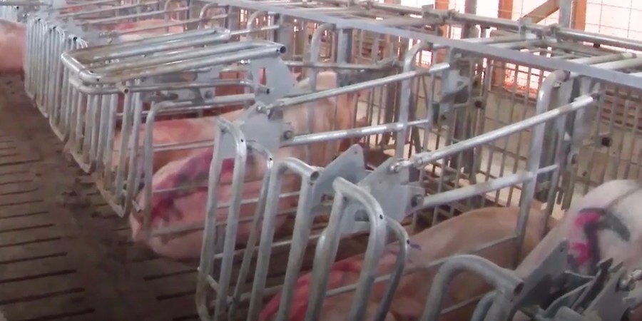 Smart Farming with Free Access Stalls | Pork Business