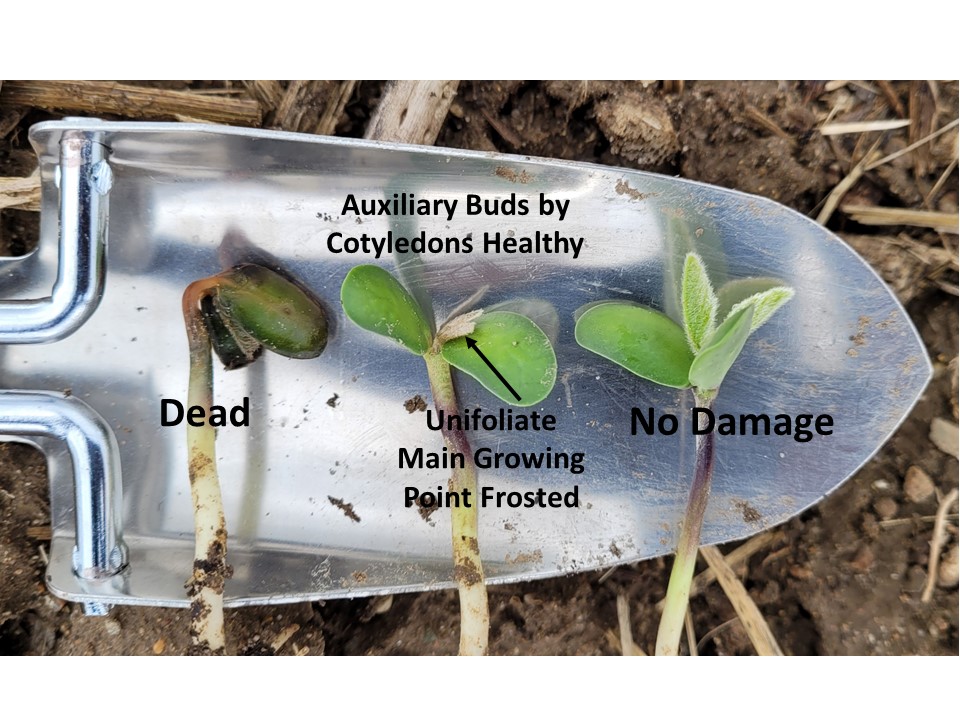 Ultra-Early Planted Soybeans Fight Frost and Freeze Damage | AgWeb