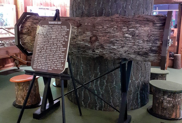 Bizarre Mystery of Mummified Coon Dog Solved after 40 years? | AgWeb