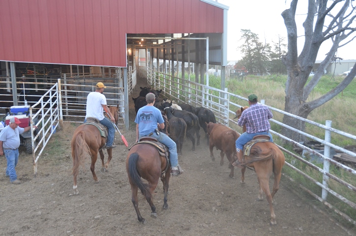 Ranch Life: Shipping Cattle in the Flint Hills of Kansas | Drovers