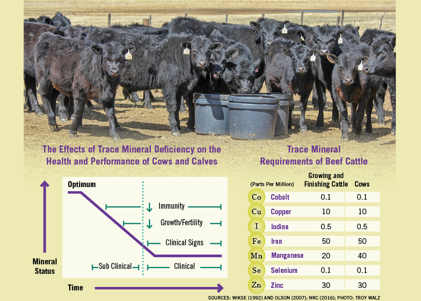 Trace Mineral Needs In The Beef Herd | Bovine Veterinarian