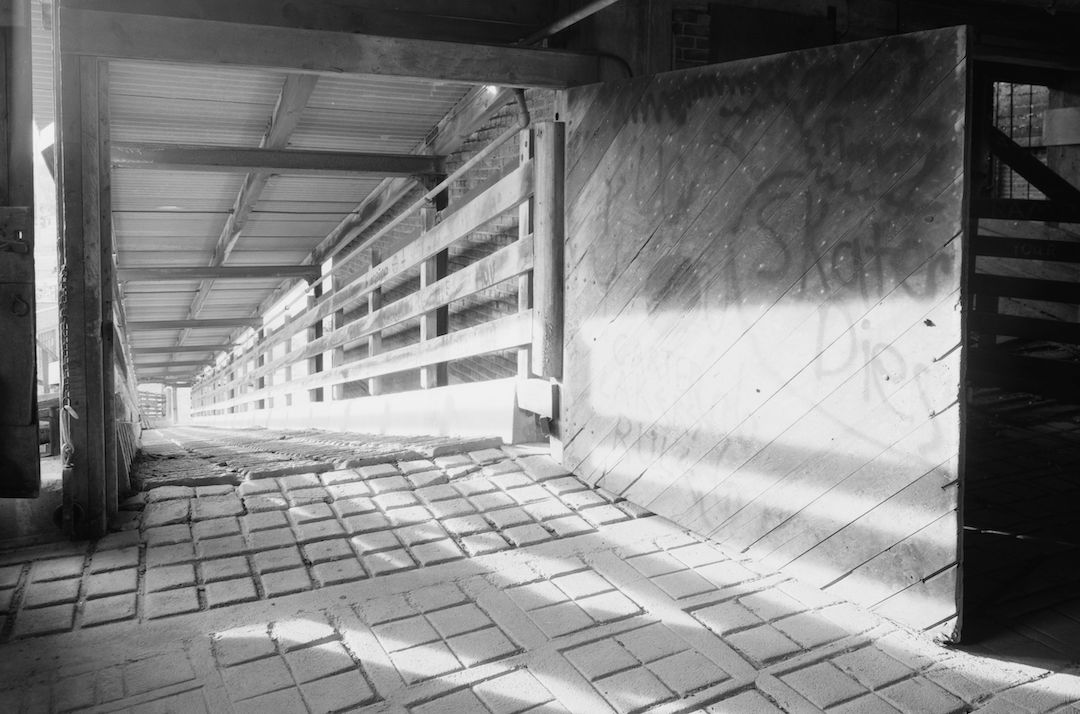 Slaughterhouse Kings: Recalling the Creepy Reign of Judas Goats | AgWeb