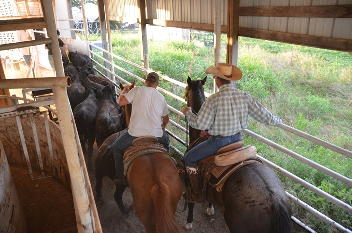 Ranch Life: Shipping Cattle in the Flint Hills of Kansas | Drovers