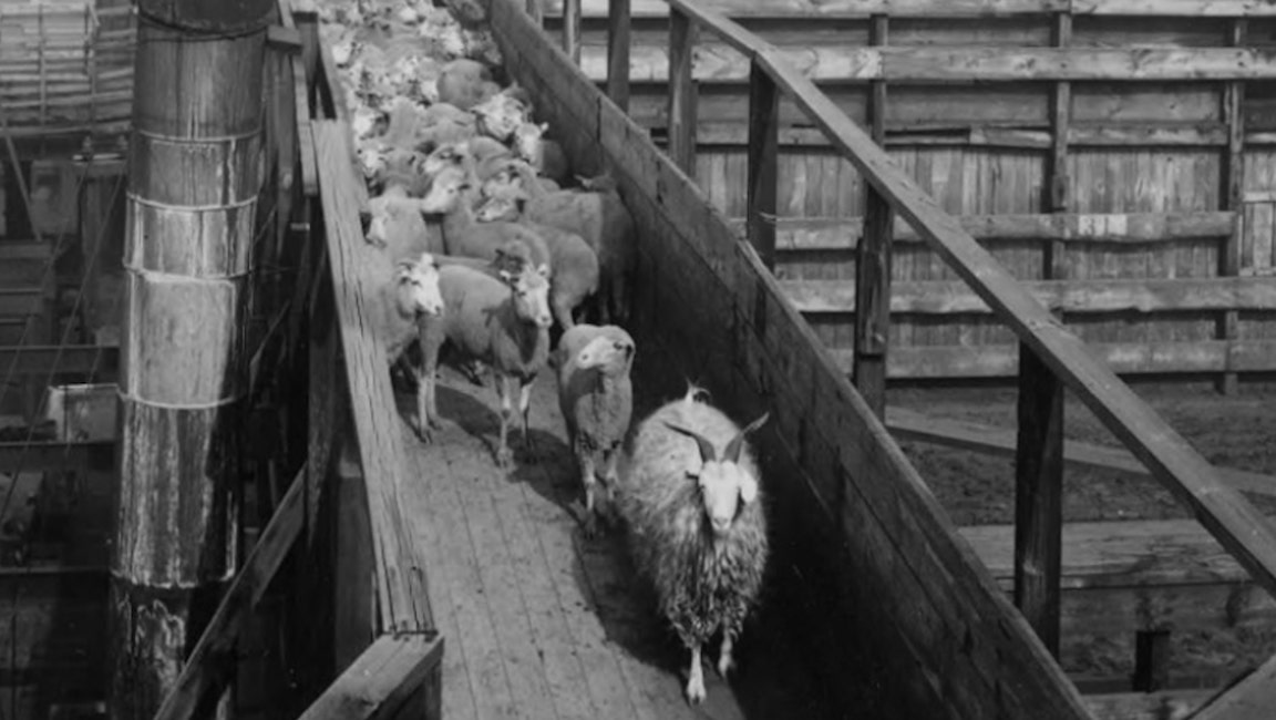 Slaughterhouse Kings: Recalling the Creepy Reign of Judas Goats | AgWeb