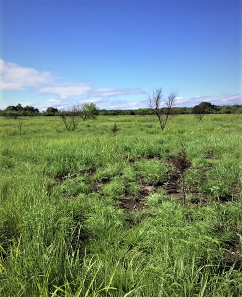 Saving the Great Plains With Prescribed Fire, Mixed Grazing | Drovers