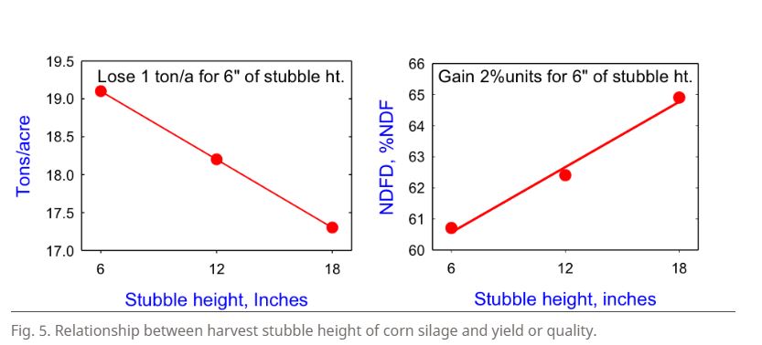 Managing Corn Silage In-Season | Dairy Herd