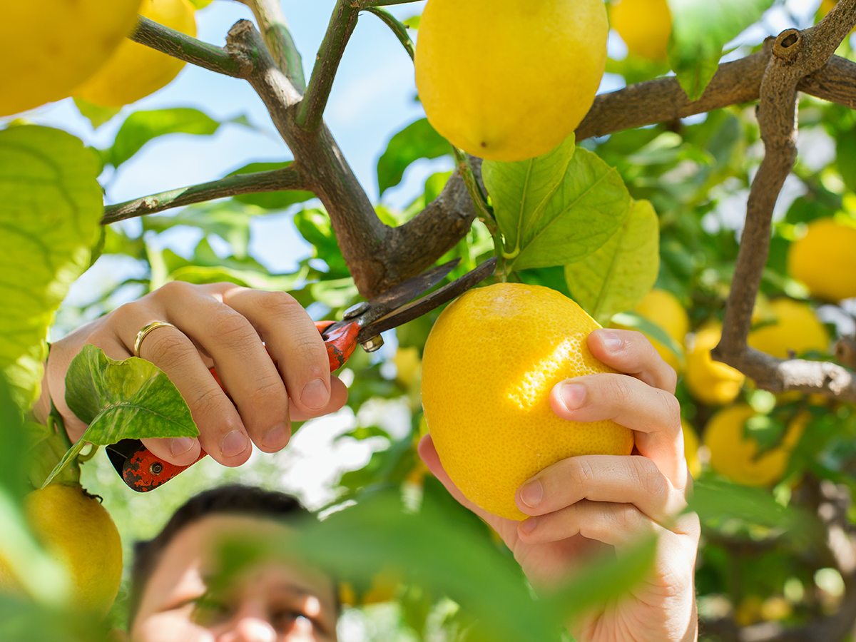 Produce companies gear up for summer citrus demand | The Packer