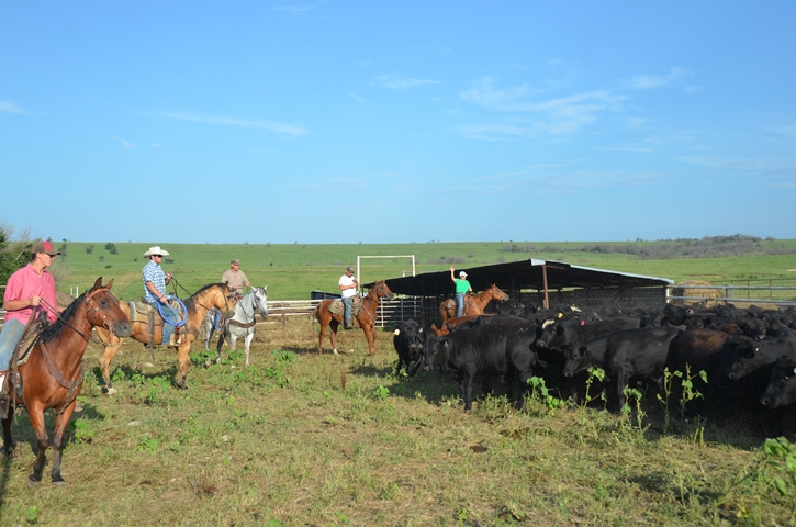 Ranch Life: Shipping Cattle in the Flint Hills of Kansas | Drovers