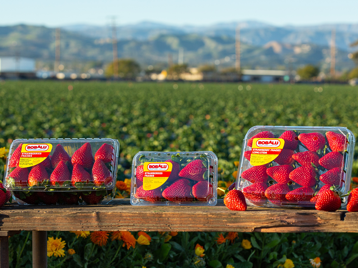 What California grower-shippers expect for strawberry season | The Packer