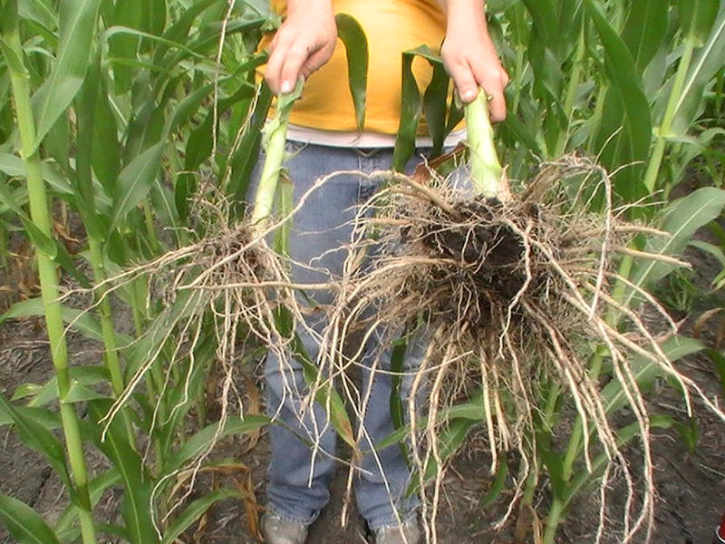 Pinch-Row Problems | AgWeb