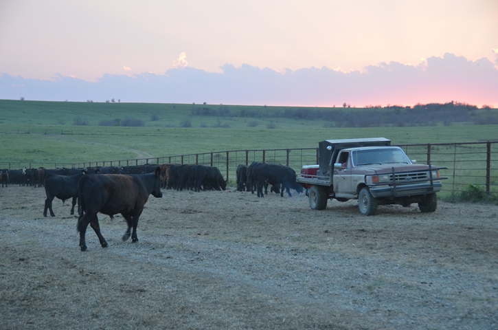 Ranch Life: Shipping Cattle in the Flint Hills of Kansas | Drovers