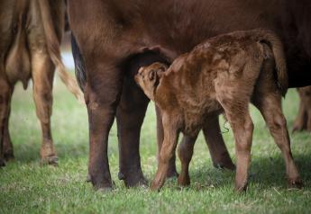 Weak Calves May Need A Big Squeeze | Bovine Veterinarian