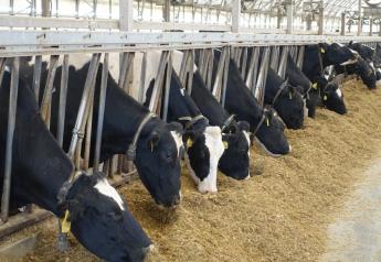 Consistency Rules in Preventing Abomasal Bloat in Calves | Bovine ...