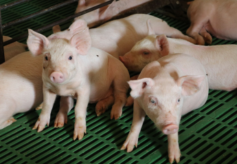 Ag Grain Commodity Markets, Prices & Futures | Pork Business
