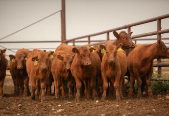 Weak Calves May Need A Big Squeeze | Bovine Veterinarian