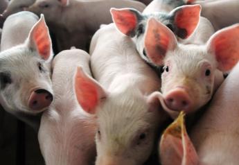 Ag Grain Commodity Markets, Prices & Futures | Pork Business