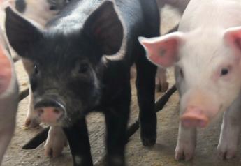 Hog Prices-Markets | Pork Business