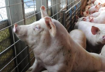Hog Health | Pork Business