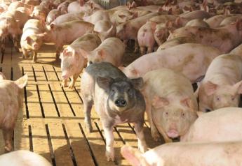 Markets | Pork Business