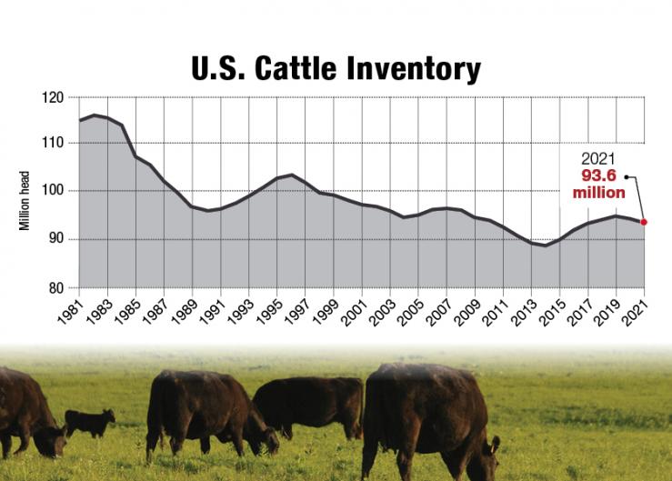 Cattle Market Reports and Analysis | AgWeb