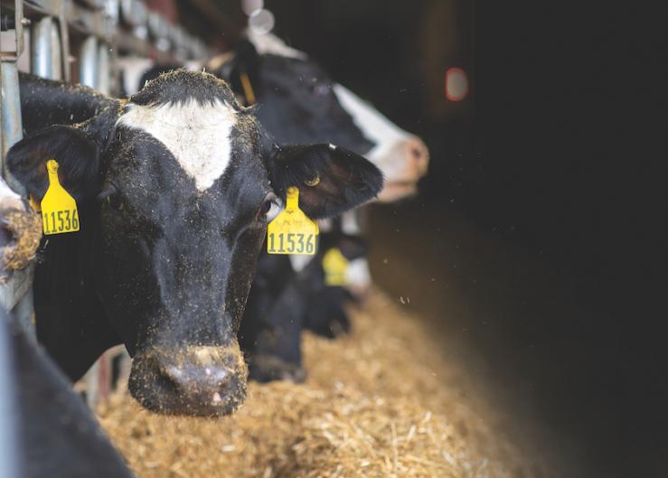 Zinpro Corporation | Dairy Herd