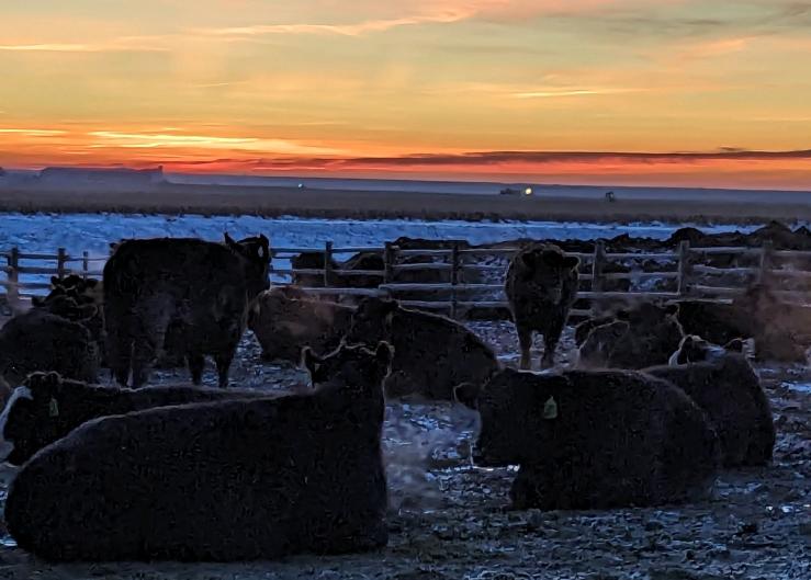 Drovers - Beef Industry News, Markets and Production