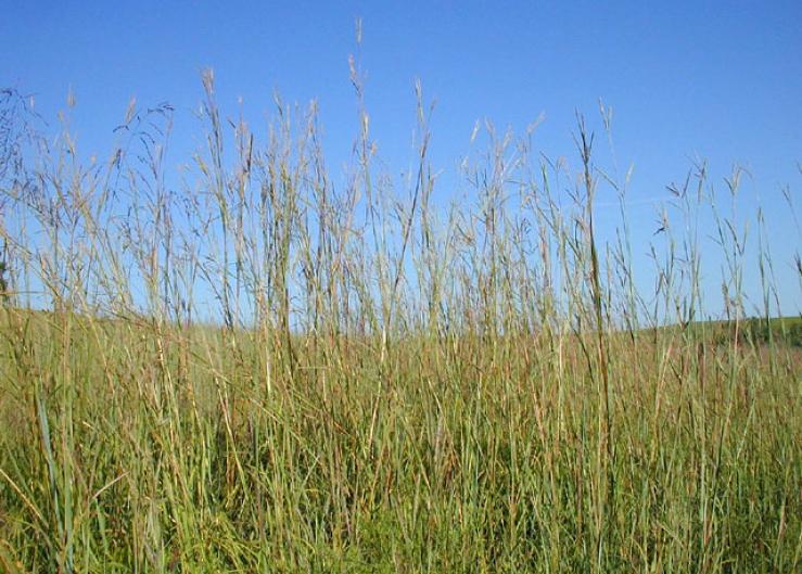 Mike Trammell - Oklahoma State Extension Forage Agronomist | Drovers