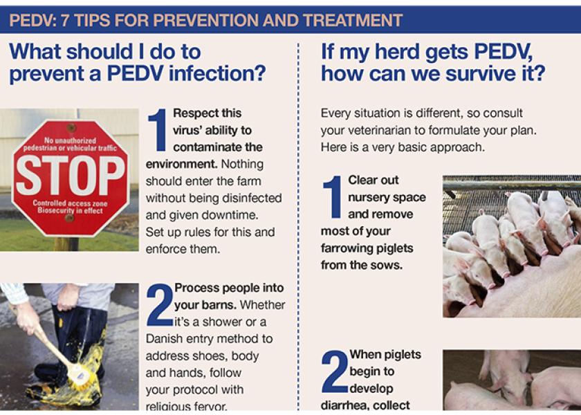 7 Tips for PEDV Prevention and Treatment | Pork Business