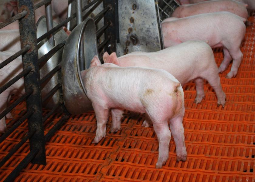 Maschhoff Memo: The Art and Science of Managing Weaned Pigs | Pork Business