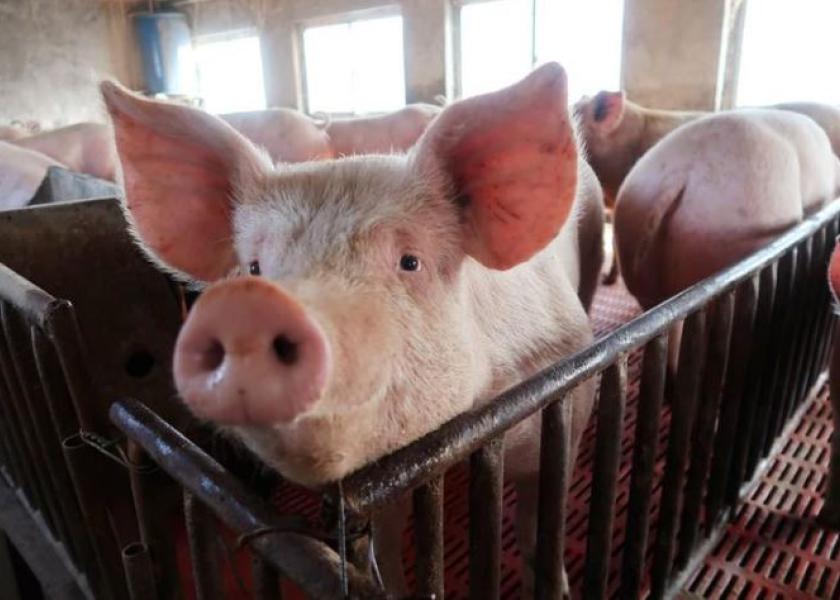 China’s Muyuan Foods Still Focused on Expansion Despite ASF | Pork Business