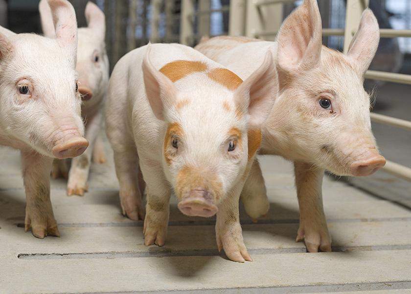Producing a Quality Weaned Pig: Focus on Health | Pork Business