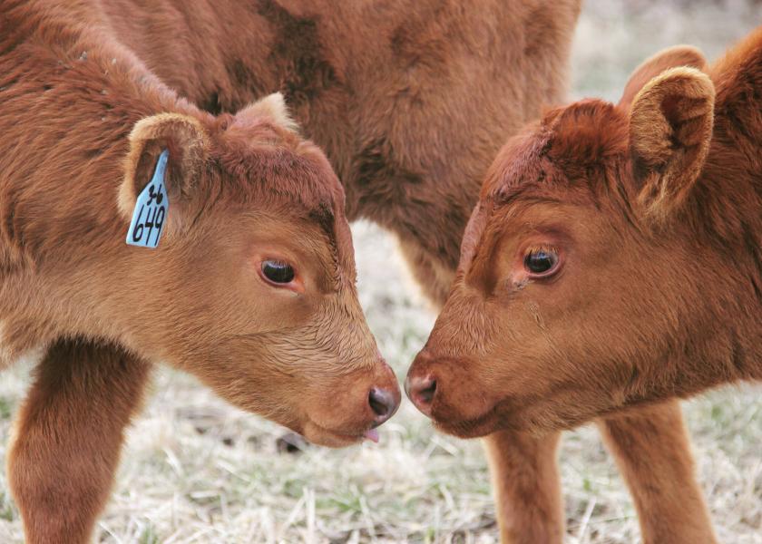 Do's and Don'ts for Calf Hernia Repair in the Field | Bovine Veterinarian