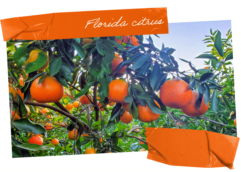 Florida citrus growers anticipate a good year | The Packer