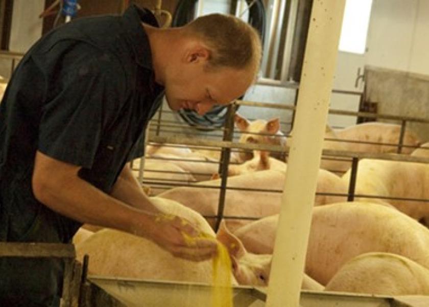 Want more high-performance sows? Start by breeding gilts at the right ...