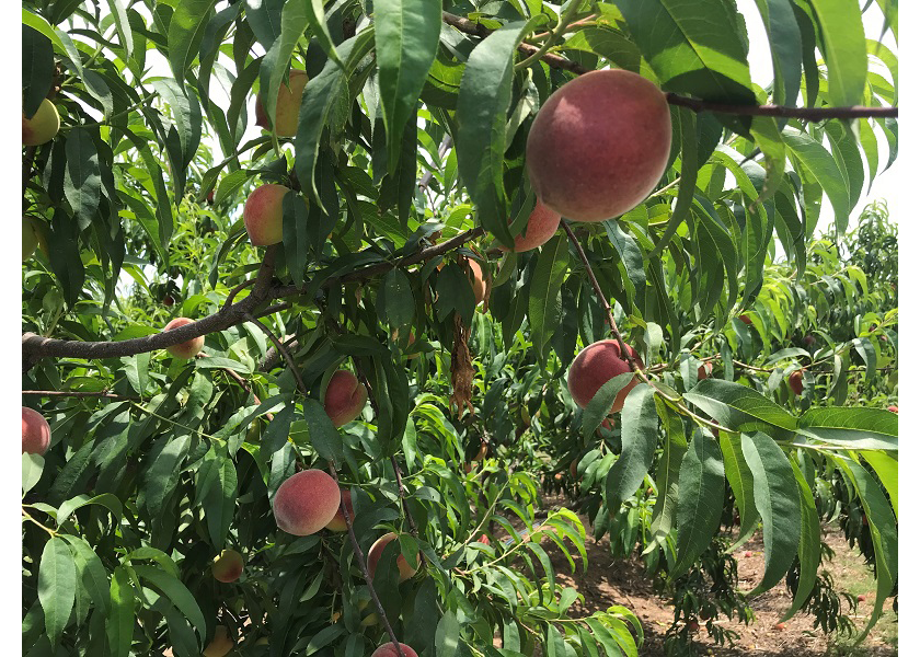 Strong peach crop expected out of South Carolina | The Packer