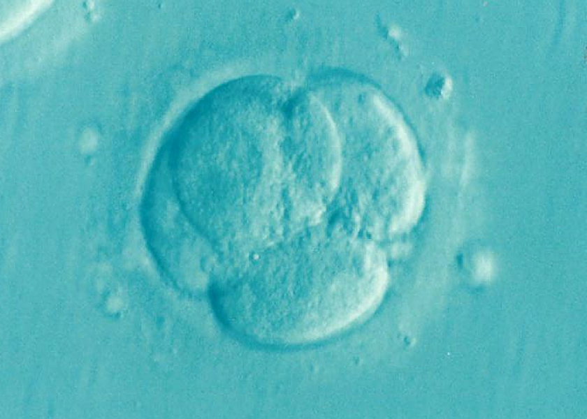 Oocyte Development During Negative Energy Balance | Dairy Herd