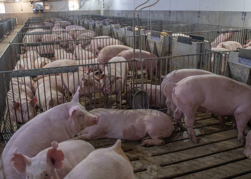 Second FFA Swine Facility Management Contest Winners Announced | Pork ...