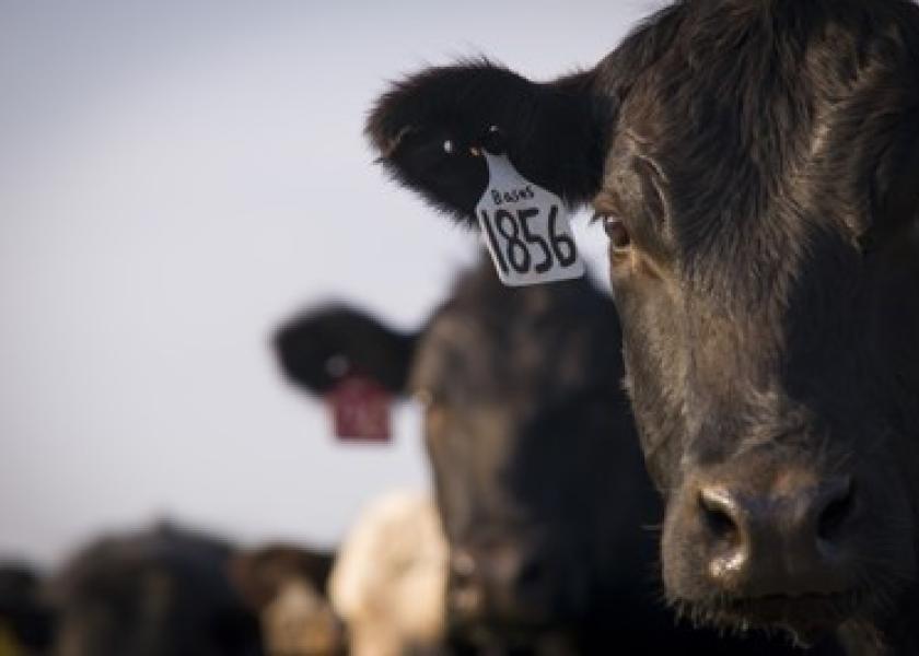 Veterinarians Detail Ear Tag, Tattoo Equipment and Best Practices ...