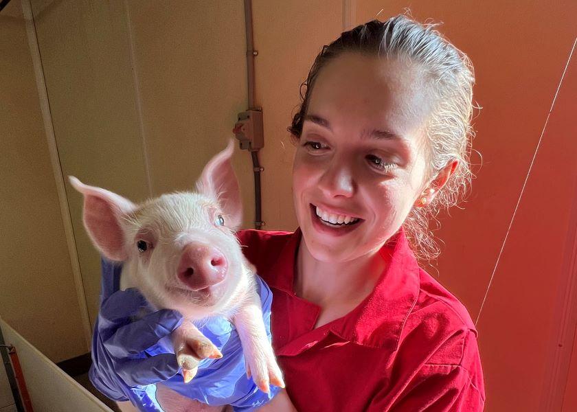 How Data Helps Us Understand Swine Viral Co-Infections | Pork Business