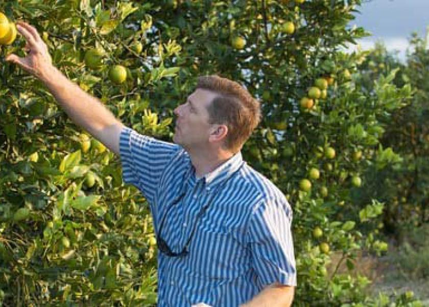 Citrus-Destroying Bacterial Relative May Also Be Infectious | The Scoop